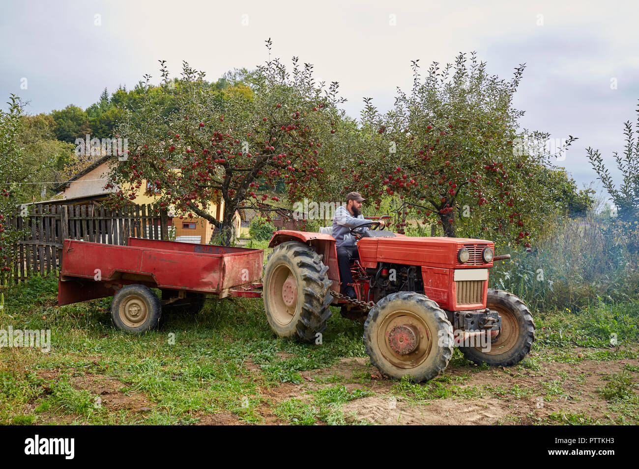 Farmer driving a tractor with trailer through his backyard orchard ...