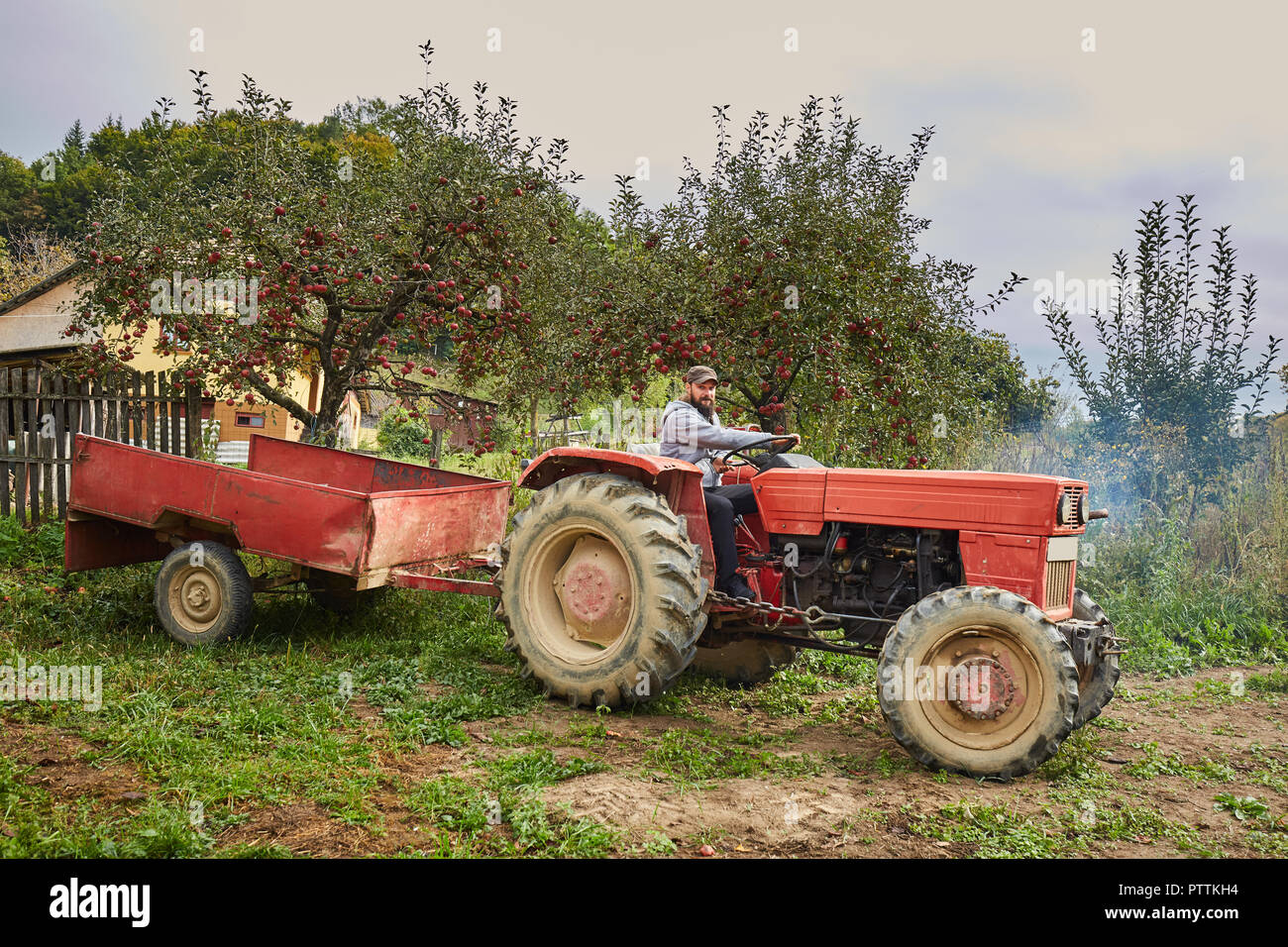 Farmer driving a tractor with trailer through his backyard orchard ...