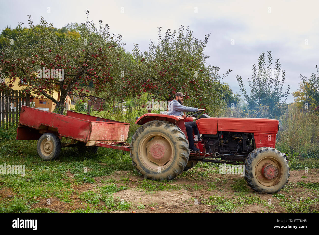 Farmer driving a tractor with trailer through his backyard orchard ...