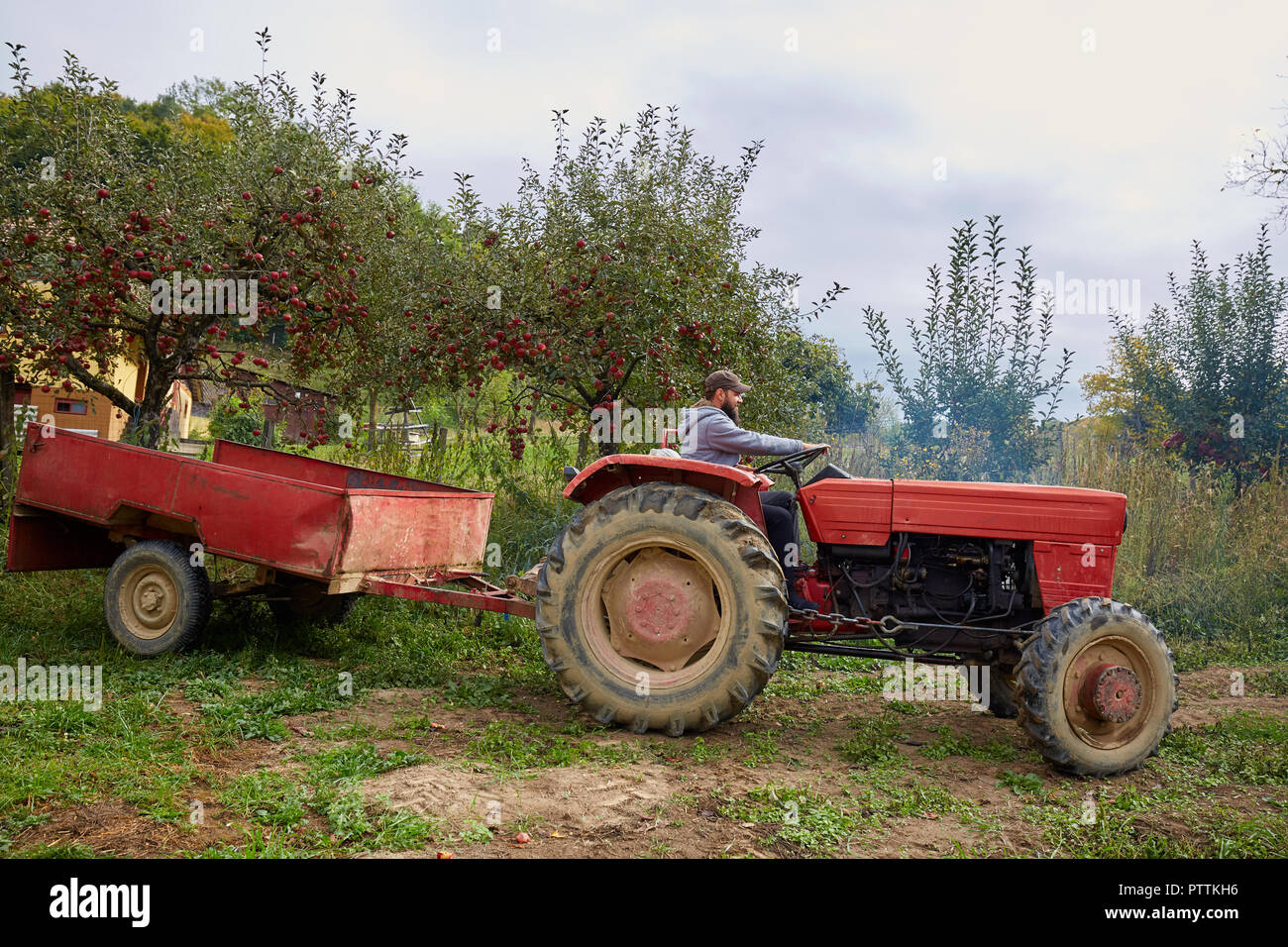 Farmer driving a tractor with trailer through his backyard orchard ...