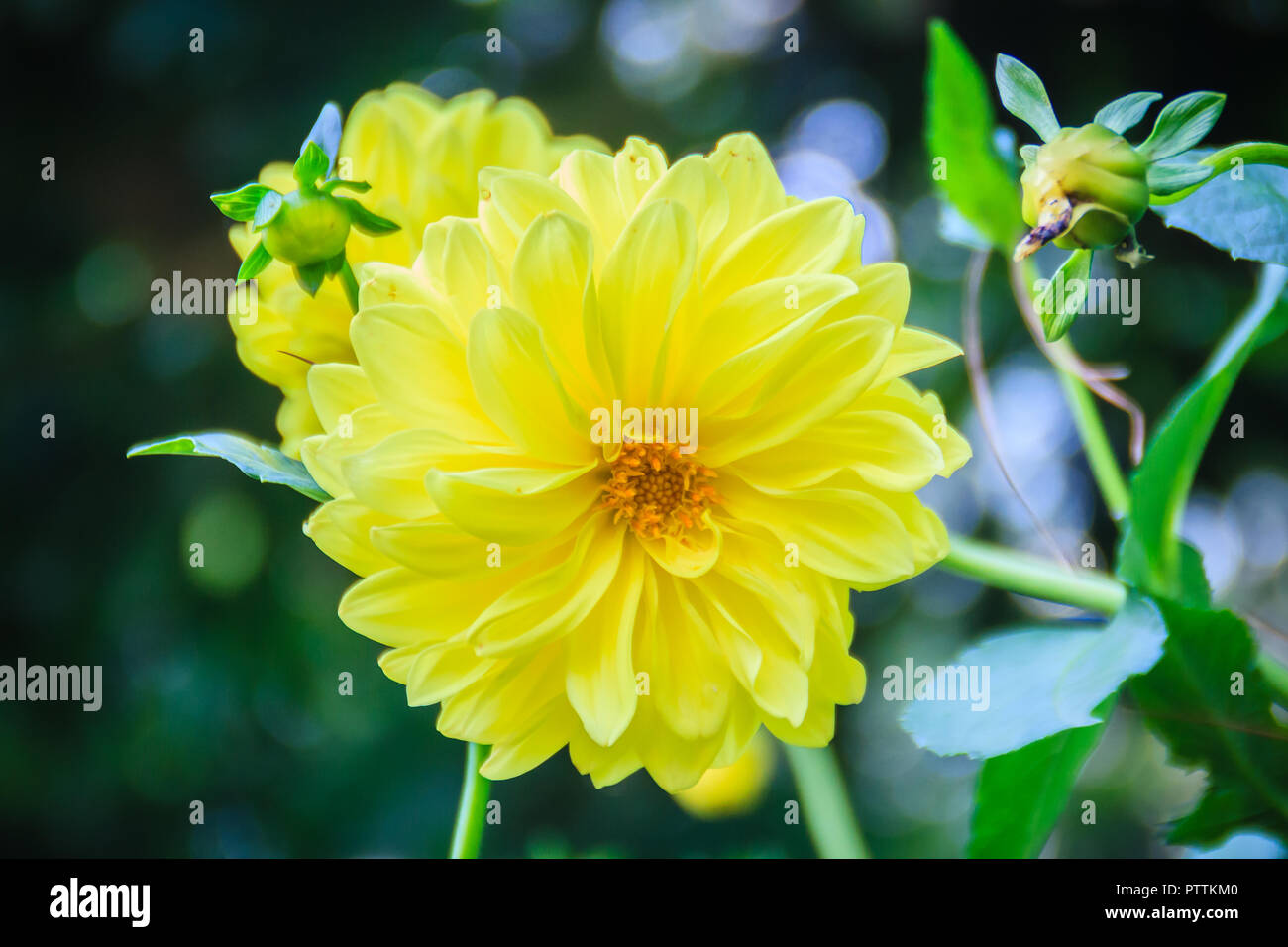 Yellow dahlia hybrid flower full blooming in the garden. Dahlia is a ...