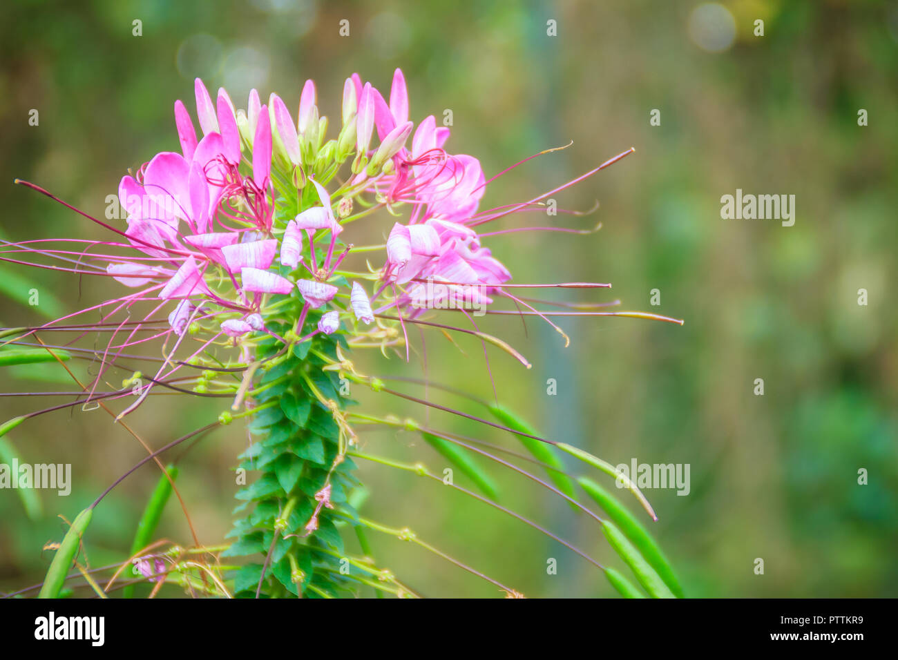 Pink Cleome hassleriana flower in the garden. Species of Cleome are ...
