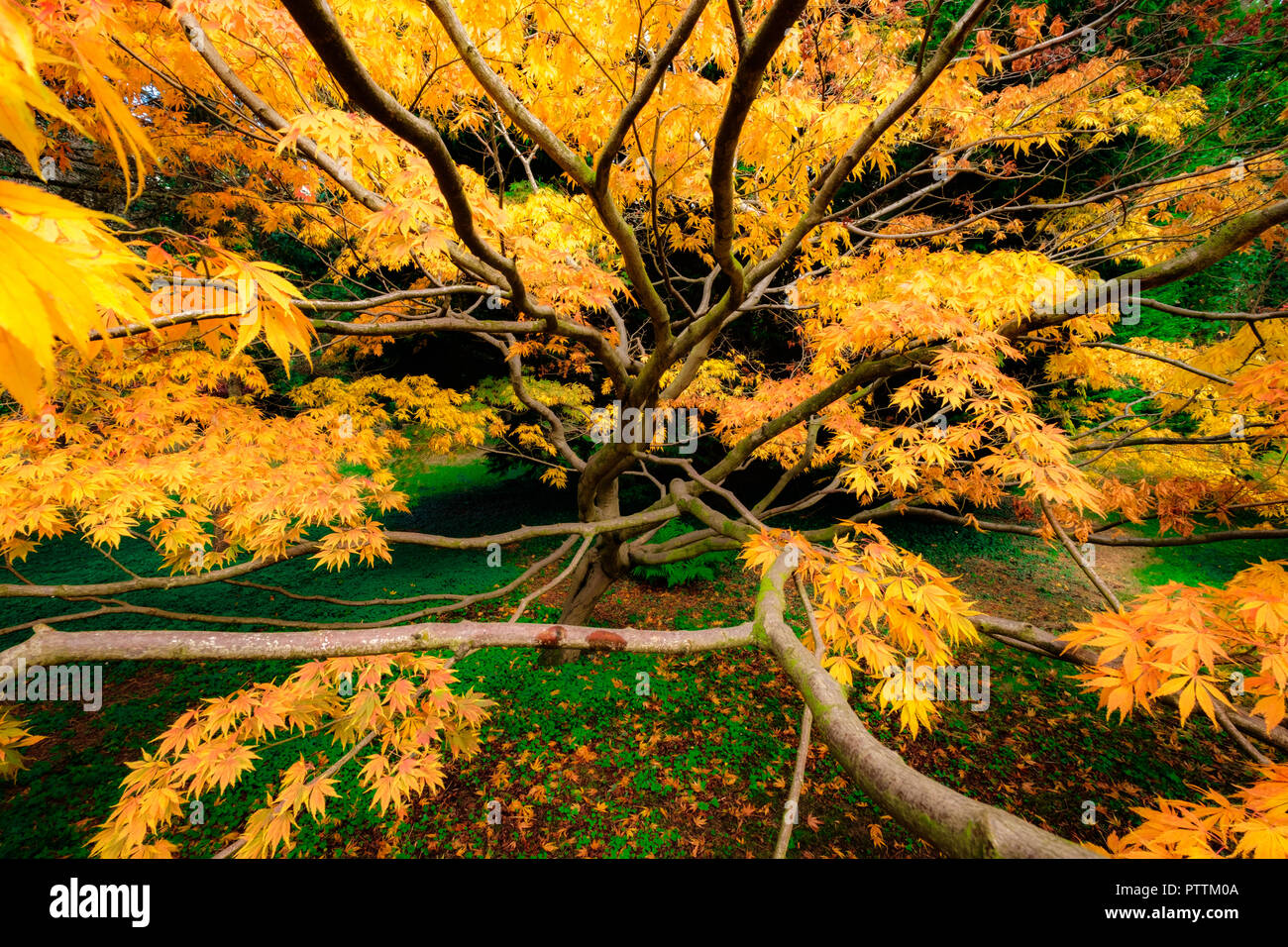Beautiful golden japanese maple hi-res stock photography and images - Alamy