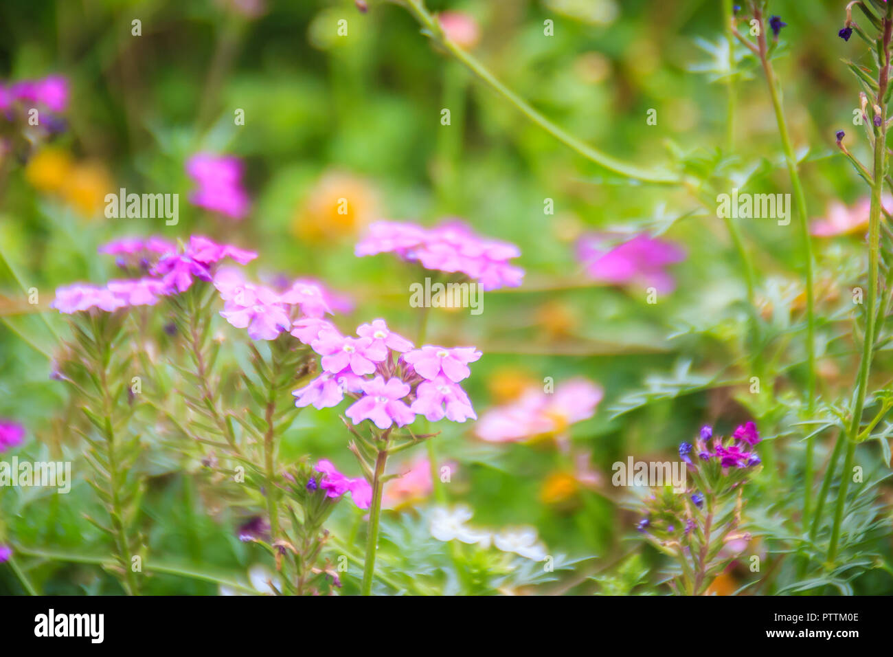 Beautiful purple flower of Glandularia pulchella, a species of ...