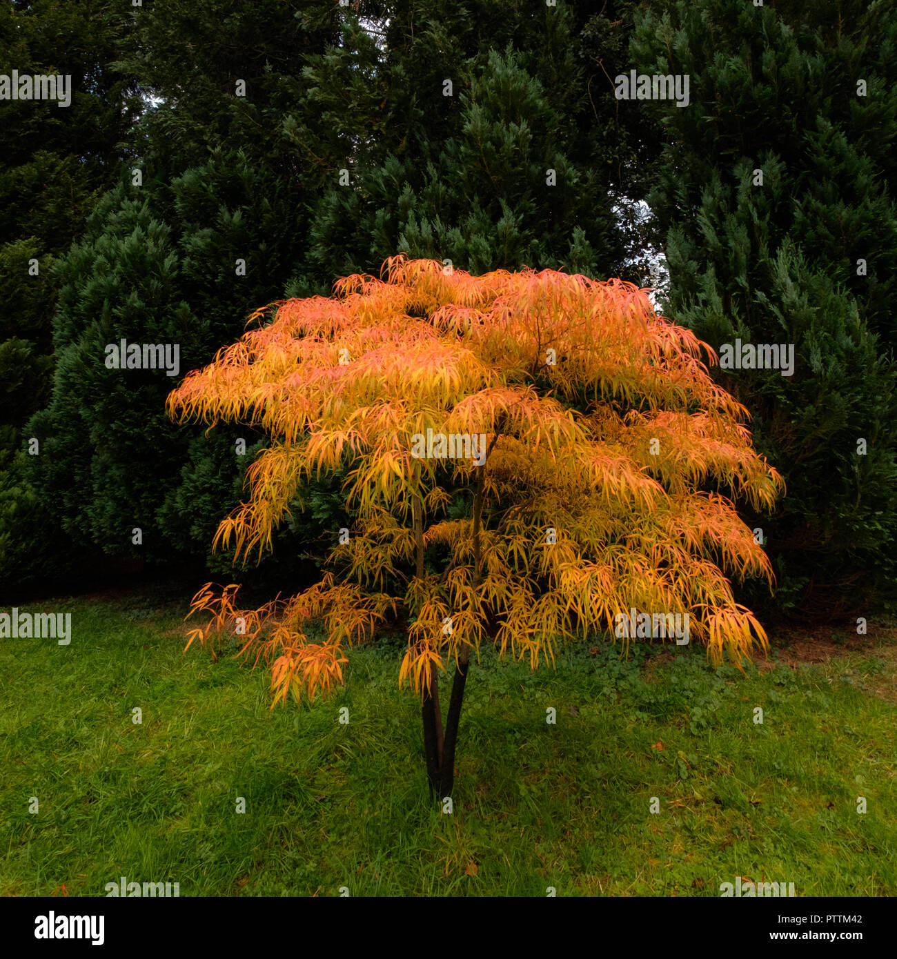 Striking japanese maple tree hi-res stock photography and images - Alamy