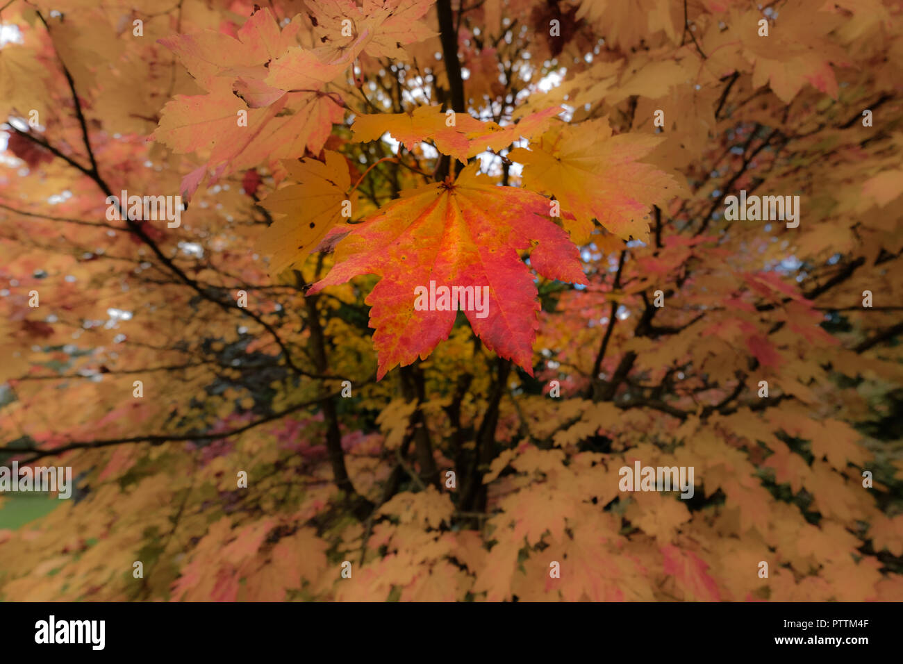 Lifestyle and season leaves hi-res stock photography and images - Alamy