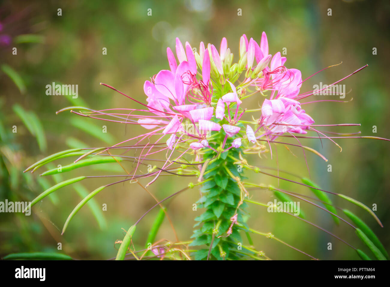 Pink Cleome hassleriana flower in the garden. Species of Cleome are ...