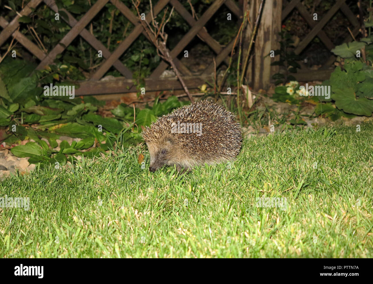Mature hedgehog hi-res stock photography and images - Alamy