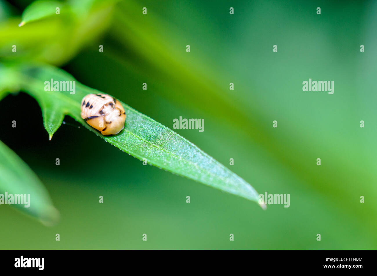 Close-up small insect shapes look quaint sleeping on a green leaf Stock ...