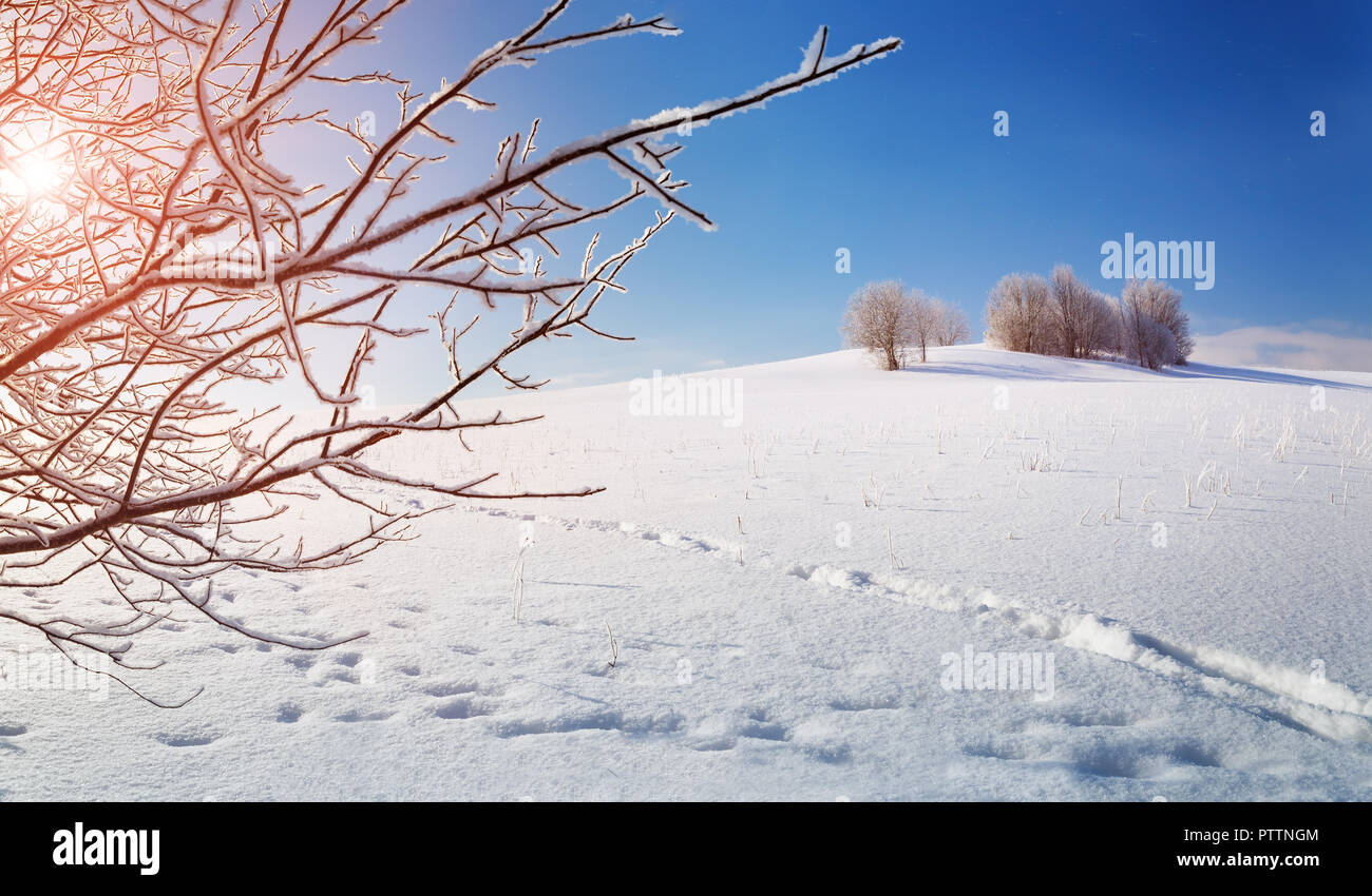 Beautiful trees in winter landscape in early morning Stock Photo - Alamy
