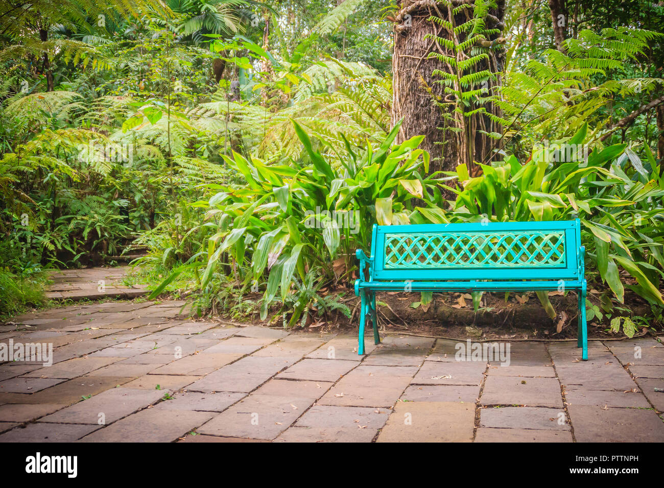 A bright blue bench on concrete brick floor with beautiful green fern ...