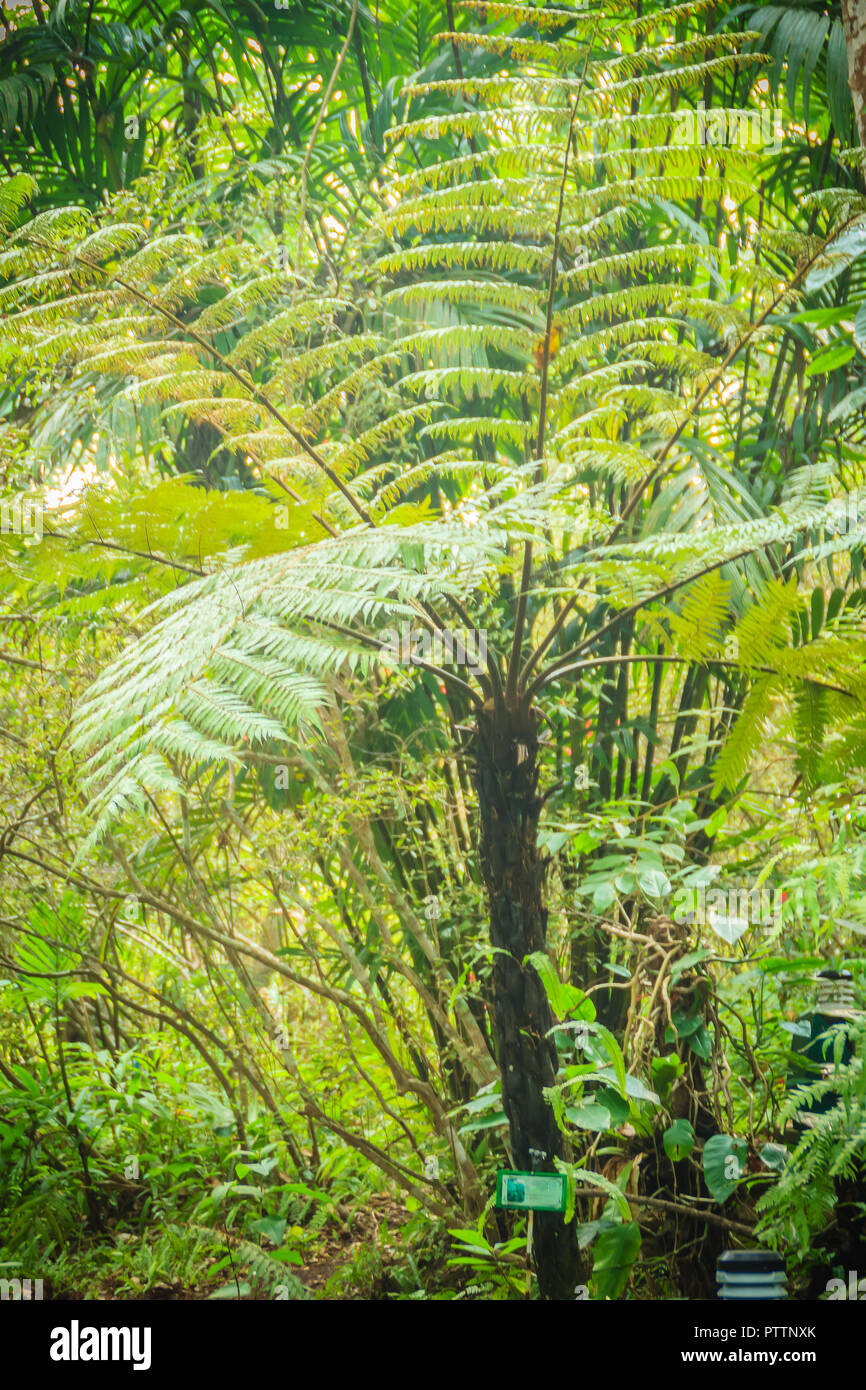 Evergreen fern forest in between the trekking trail. Peaceful ...