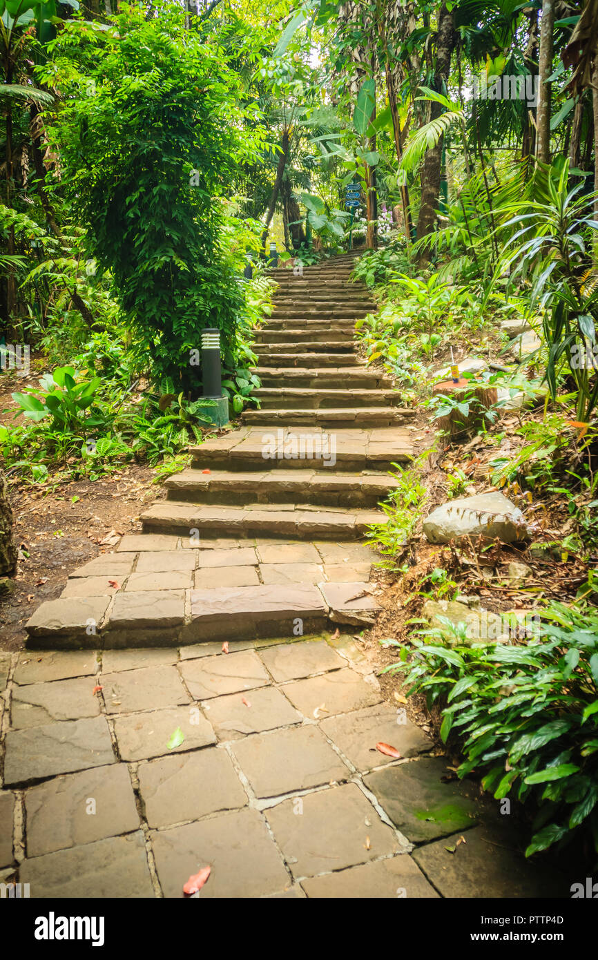 Stone stair in green tropical forest as part of hiking trail. Concrete ...