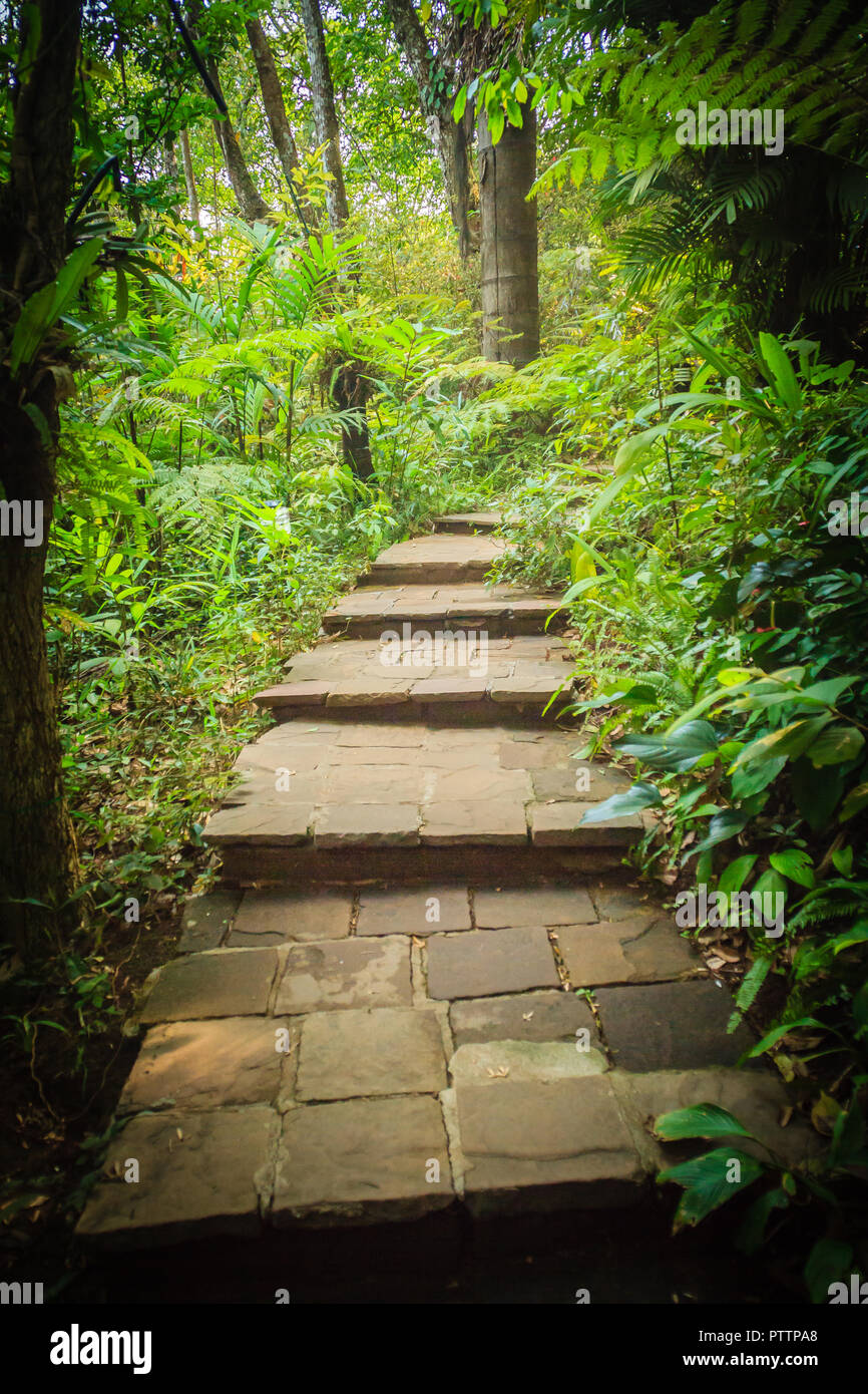Stone stair in green tropical forest as part of hiking trail. Concrete ...