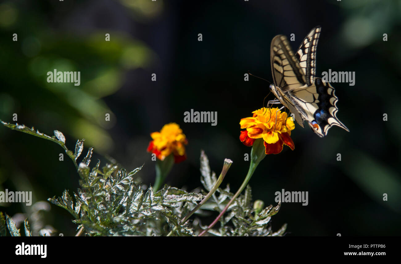Greece butterfly hi-res stock photography and images - Alamy