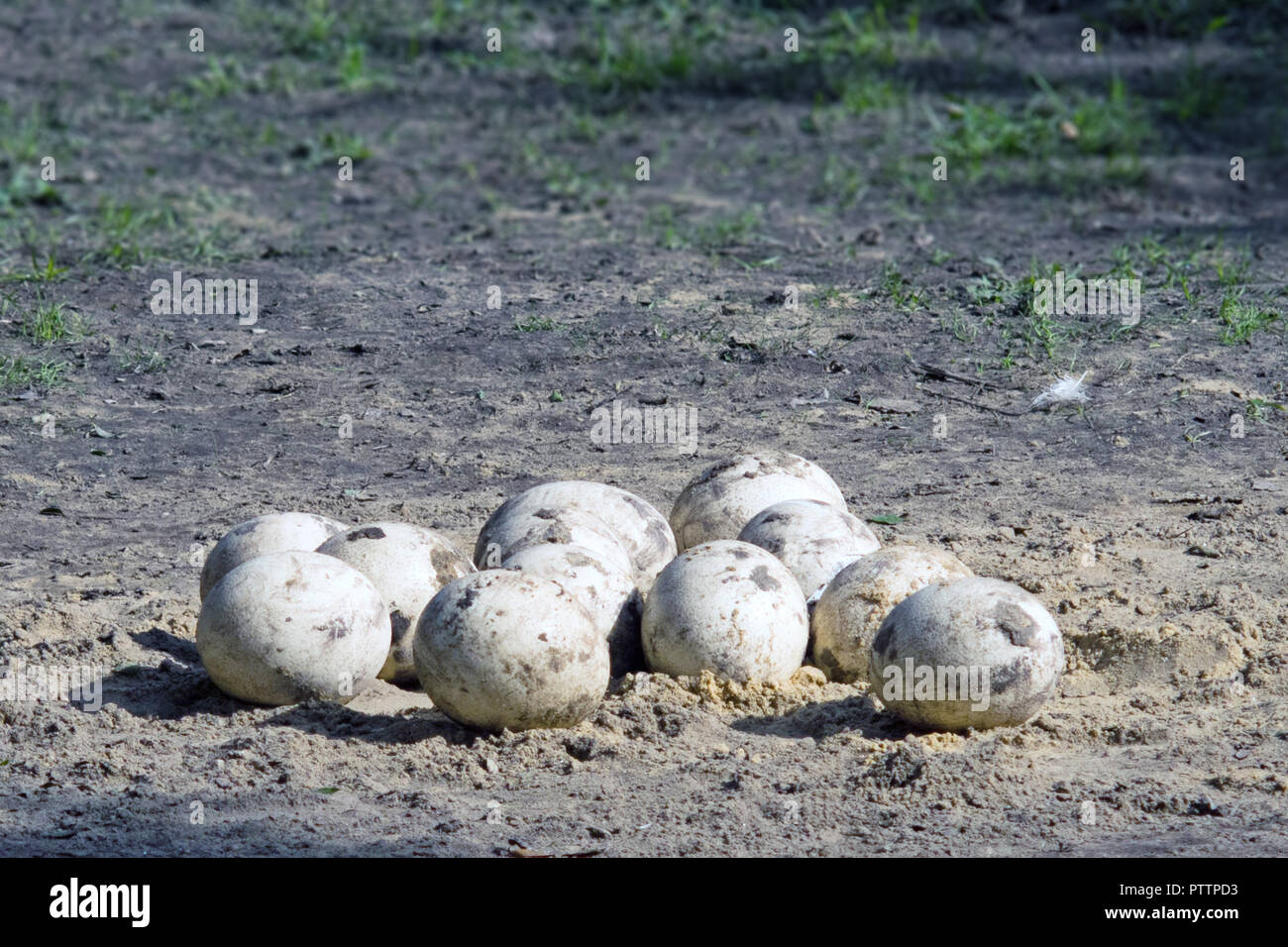 Rhea egg hi-res stock photography and images - Alamy