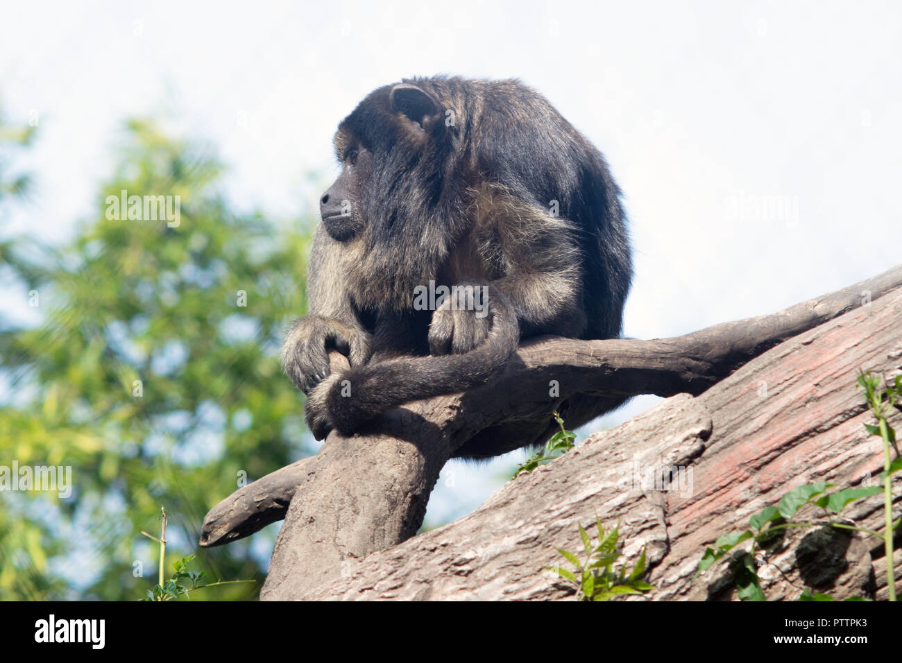 Black male howler monkey Alouatta Caraya Stock Photo - Alamy