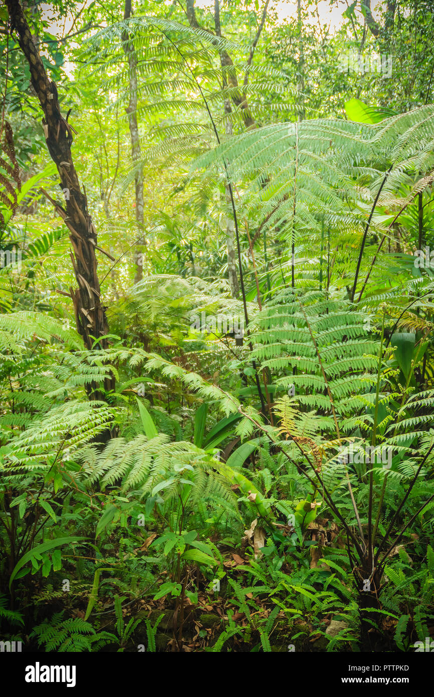 Evergreen fern forest in between the trekking trail. Peaceful ...