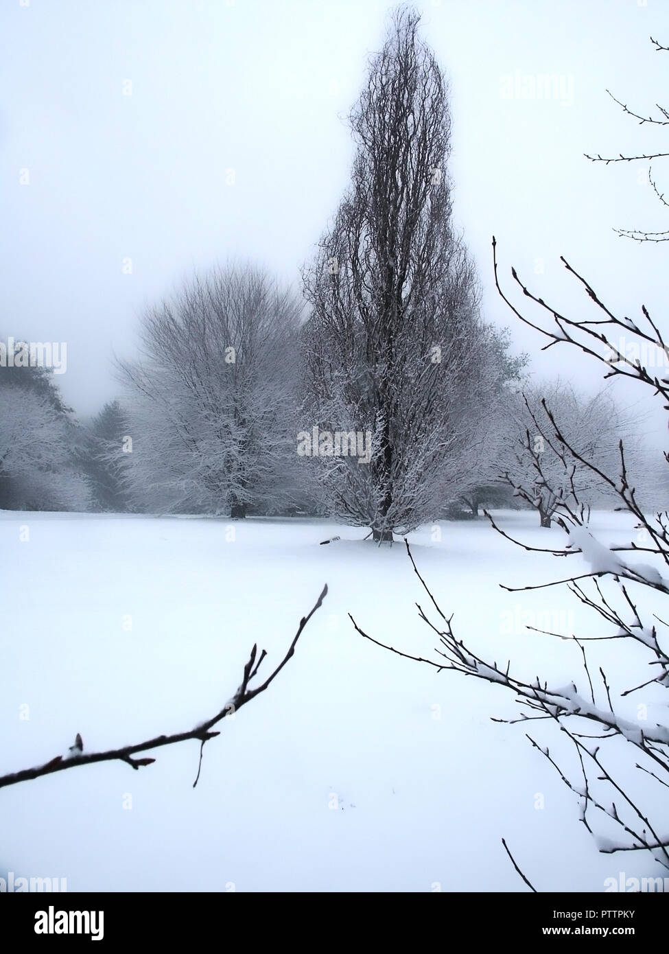 Frozen forest trees with snow Stock Photo - Alamy