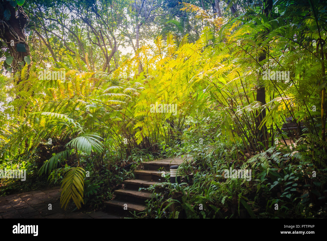 Evergreen fern forest in between the trekking trail. Peaceful ...