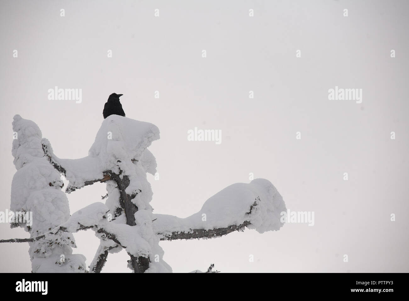 American Crow on the lookout from a snowy treetop Stock Photo - Alamy