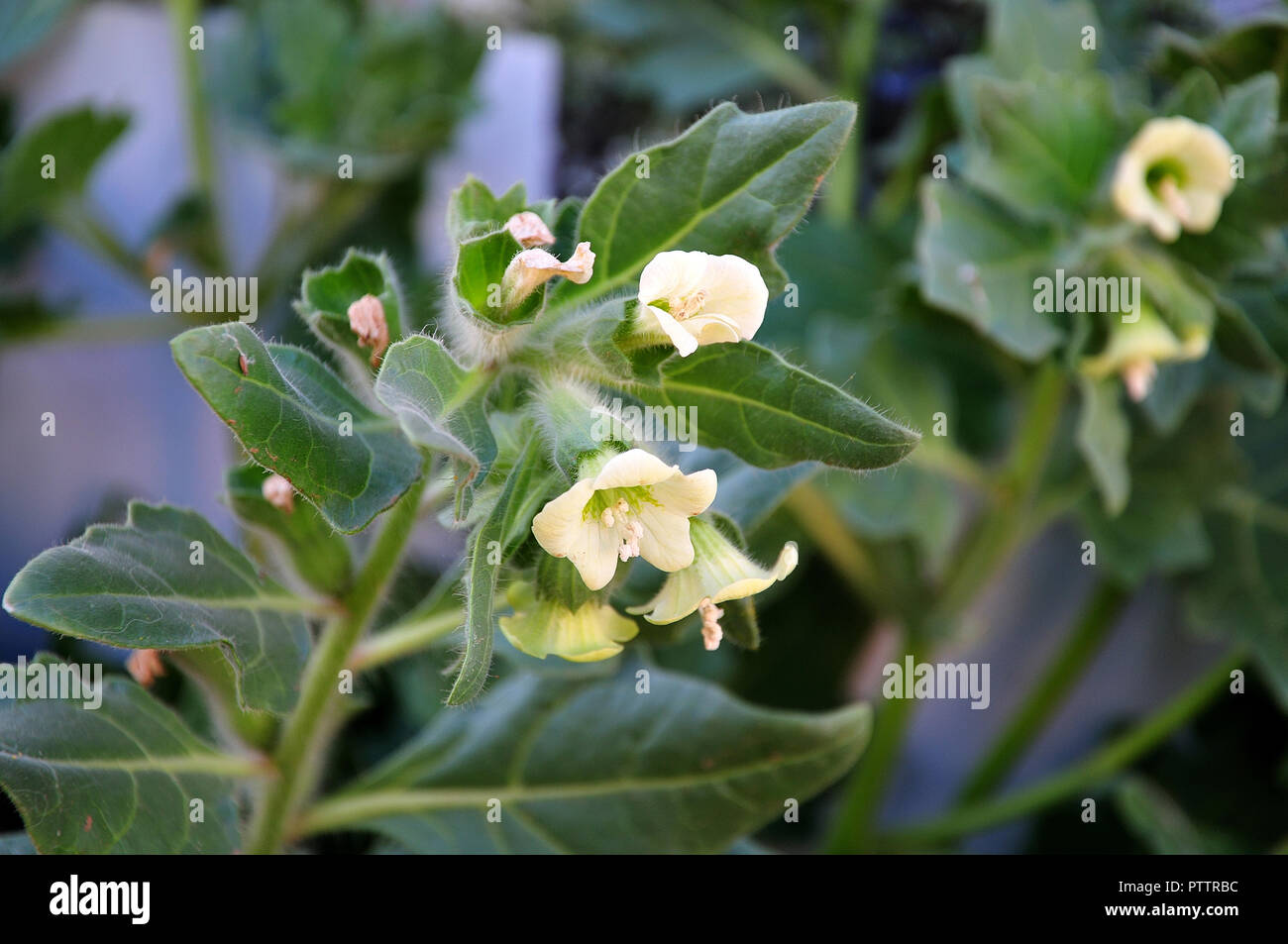 White henbane hi-res stock photography and images - Alamy