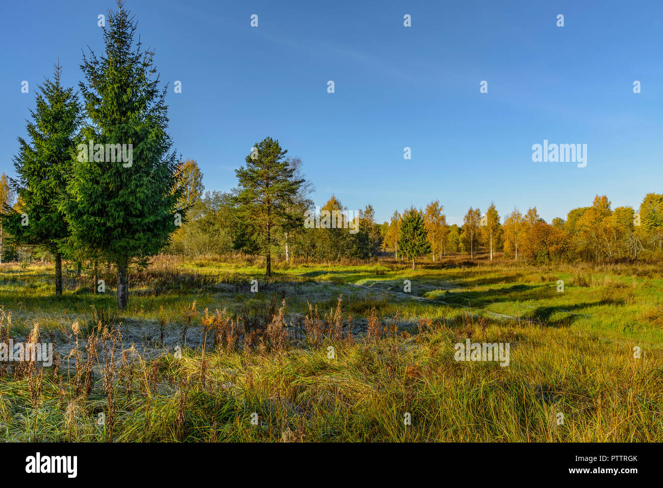 Autumn frosty morning in the forest. Raven Tract. Leningrad region ...