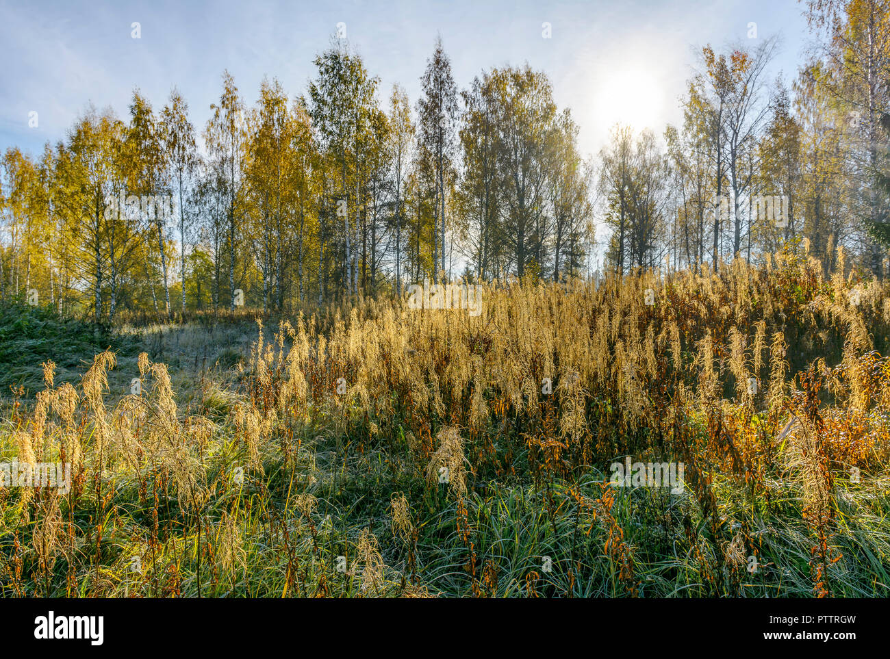 Autumn frosty morning in the forest. Raven Tract. Leningrad region ...