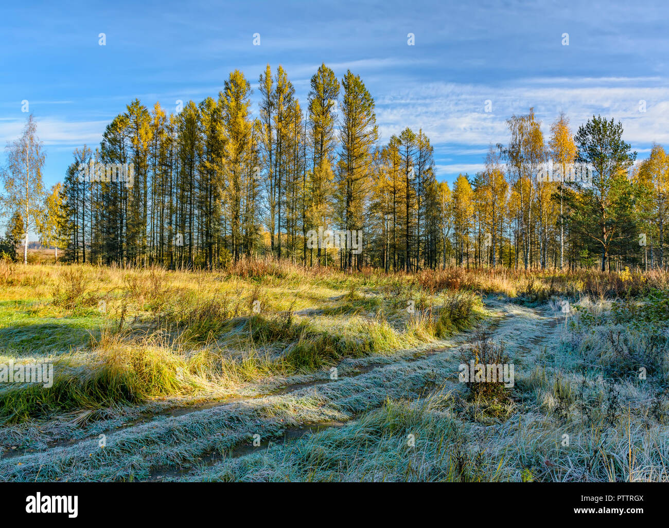 Autumn frosty morning in the forest. Raven Tract. Leningrad region ...