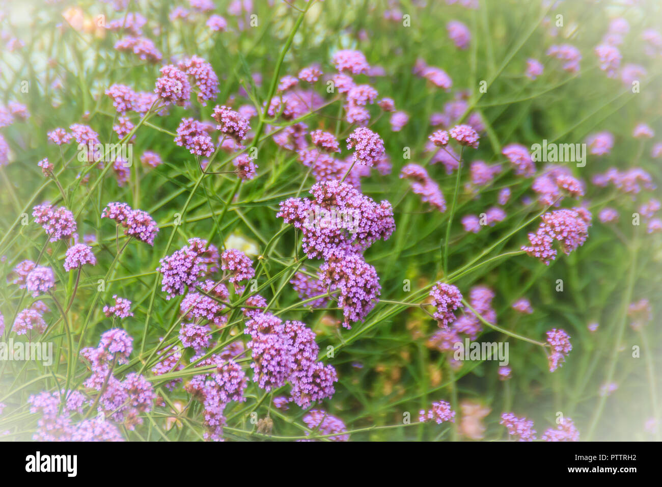 Beautiful purple flower of Verbena bonariensis, also know as purpletop ...
