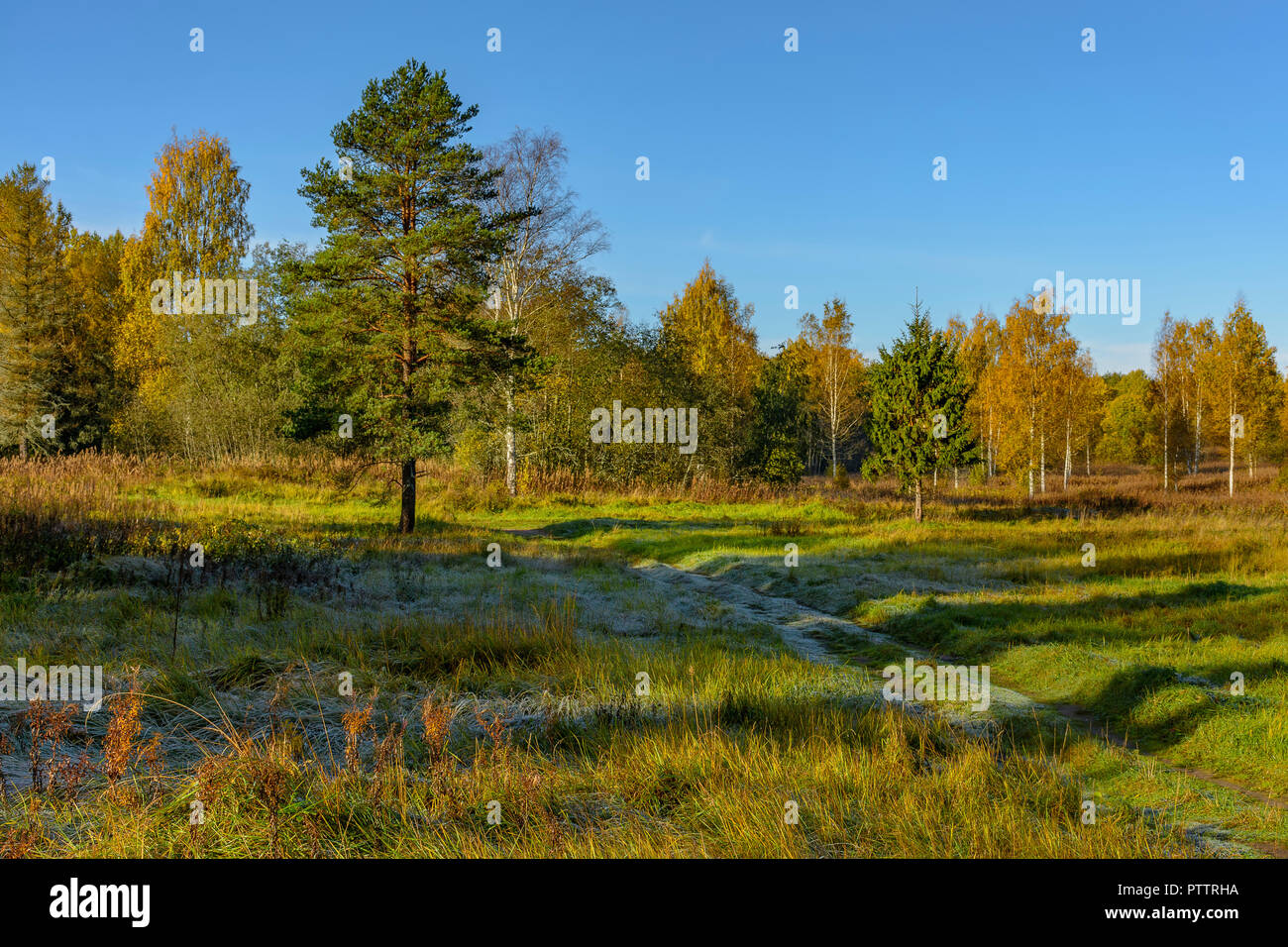 Autumn frosty morning in the forest. Raven Tract. Leningrad region ...