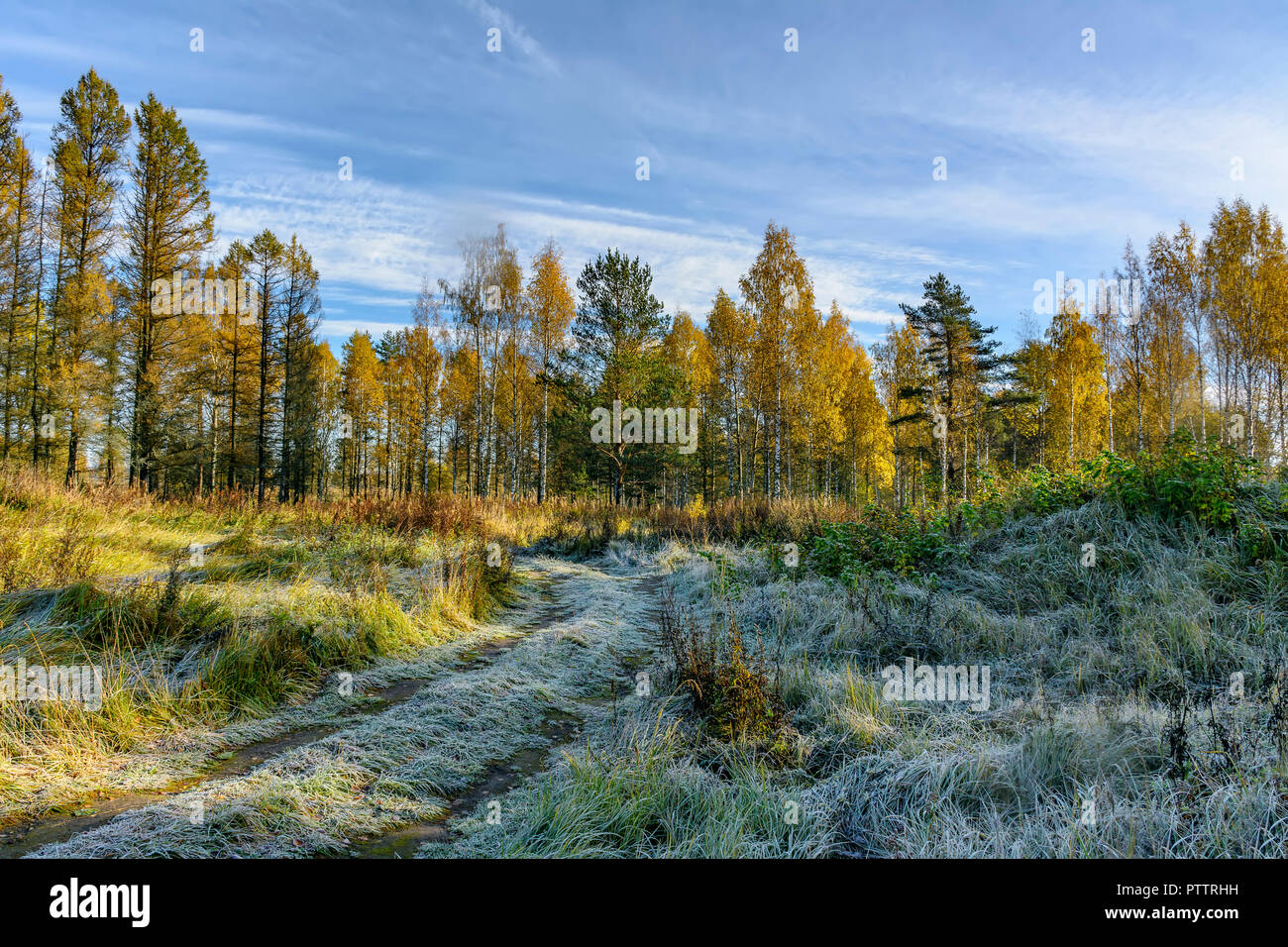 Autumn frosty morning in the forest. Raven Tract. Leningrad region ...