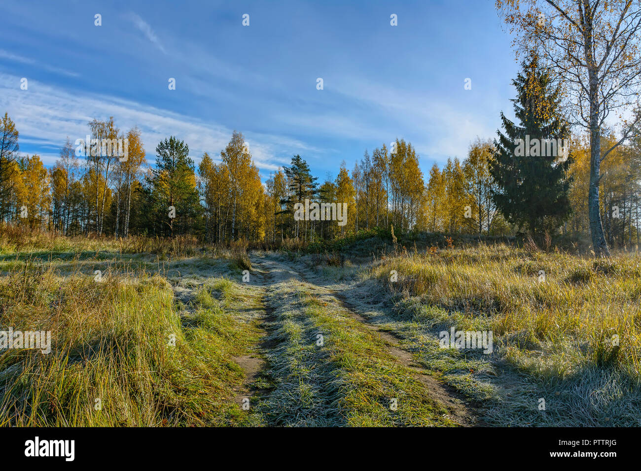 Autumn frosty morning in the forest. Raven Tract. Leningrad region ...