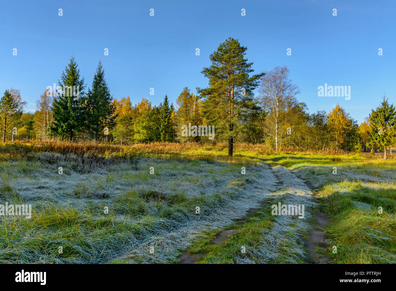 Autumn frosty morning in the forest. Raven Tract. Leningrad region ...
