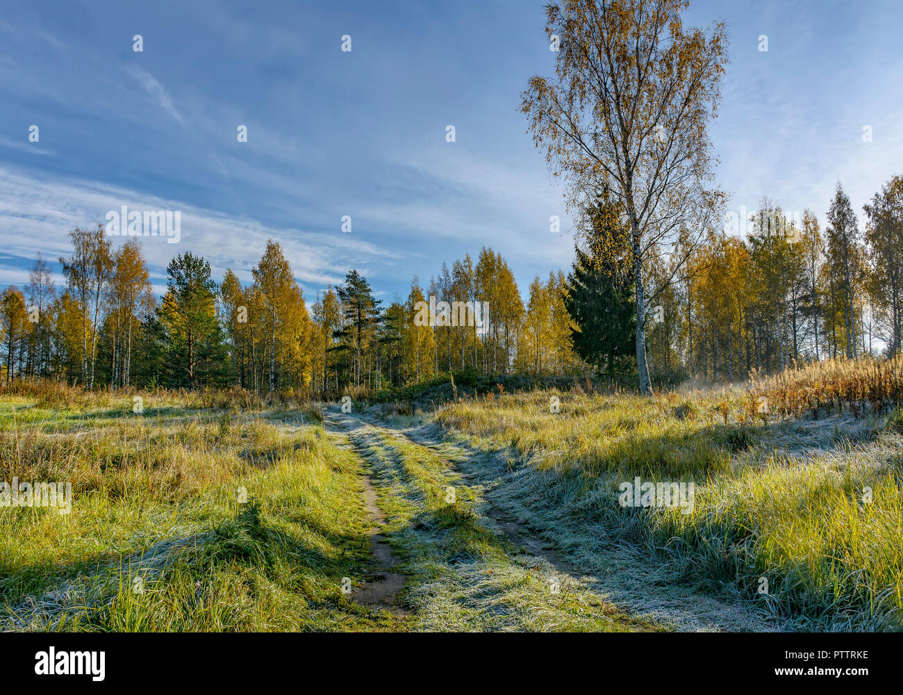 Autumn frosty morning in the forest. Raven Tract. Leningrad region ...