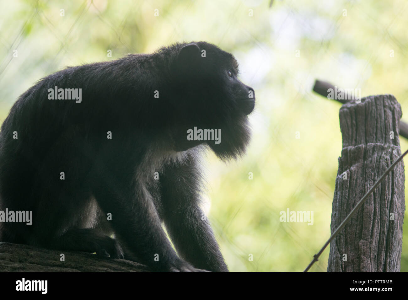 Black male howler monkey Alouatta Caraya Stock Photo - Alamy