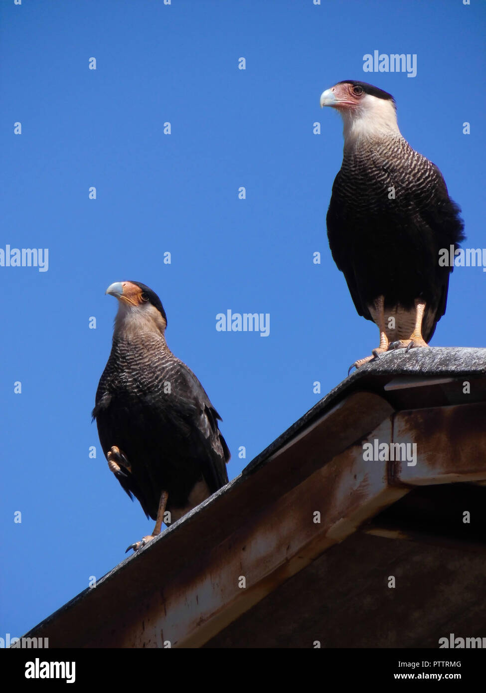 Wingamerica hi-res stock photography and images - Alamy