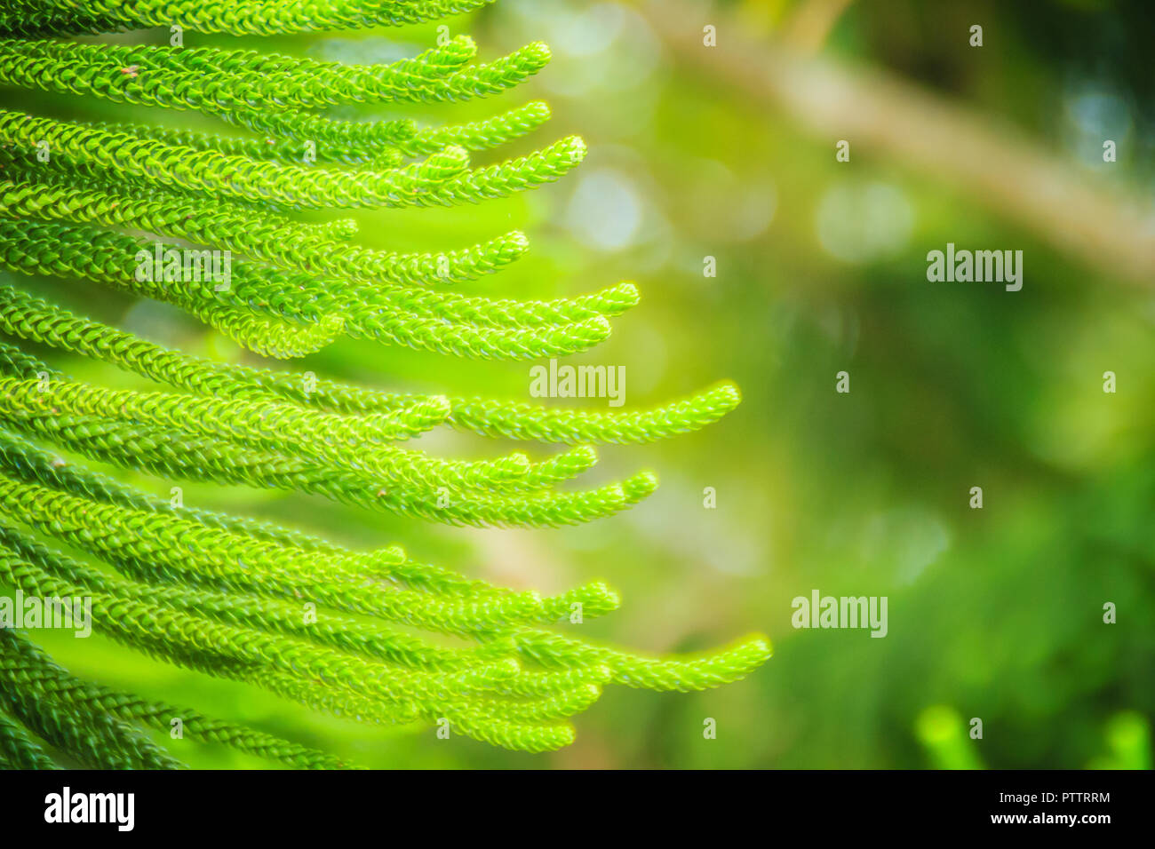 Norfolk Island pine (Araucaria heterophylla) green leaves background ...