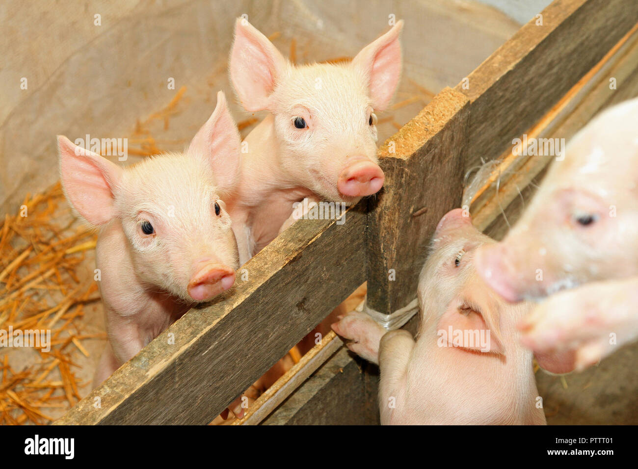 Flap eared loppy piglets in pen at farm Stock Photo - Alamy