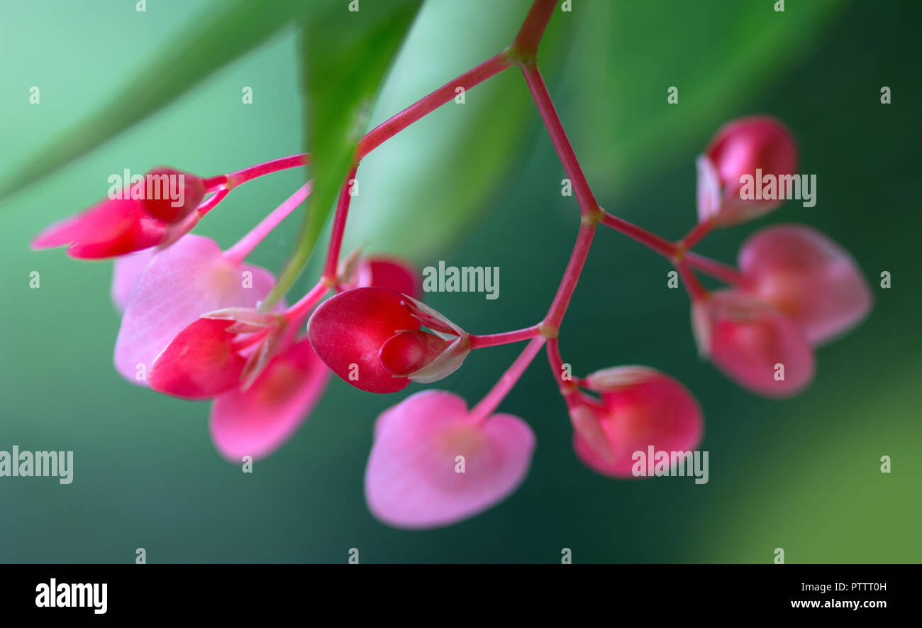 Flowers of Begonia tamaya Stock Photo - Alamy