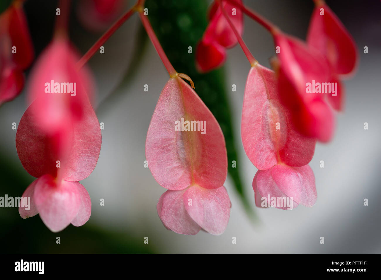 Flowers of Begonia tamaya Stock Photo - Alamy