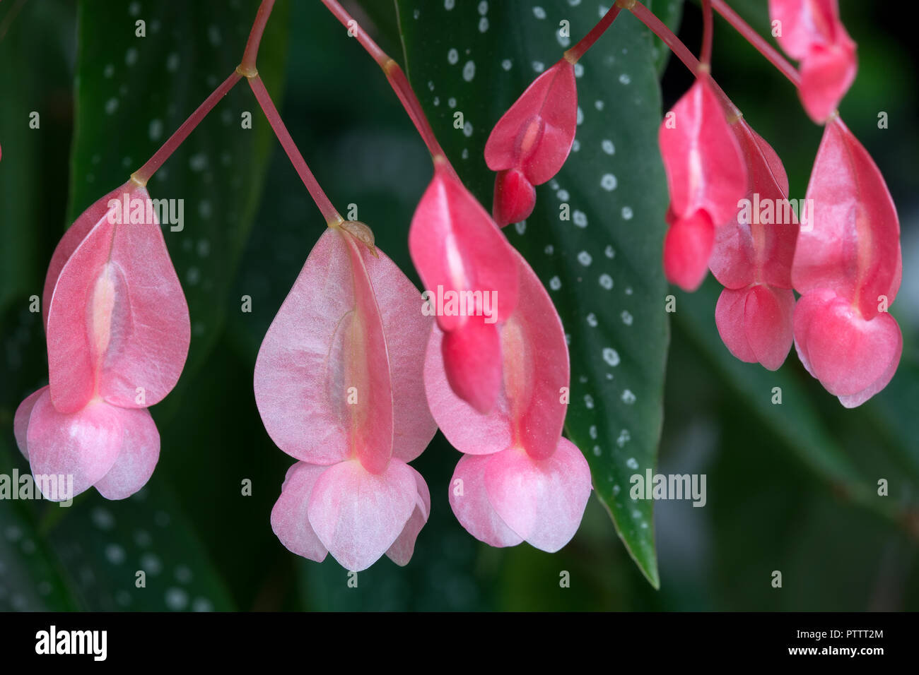 Flowers of Begonia tamaya Stock Photo - Alamy