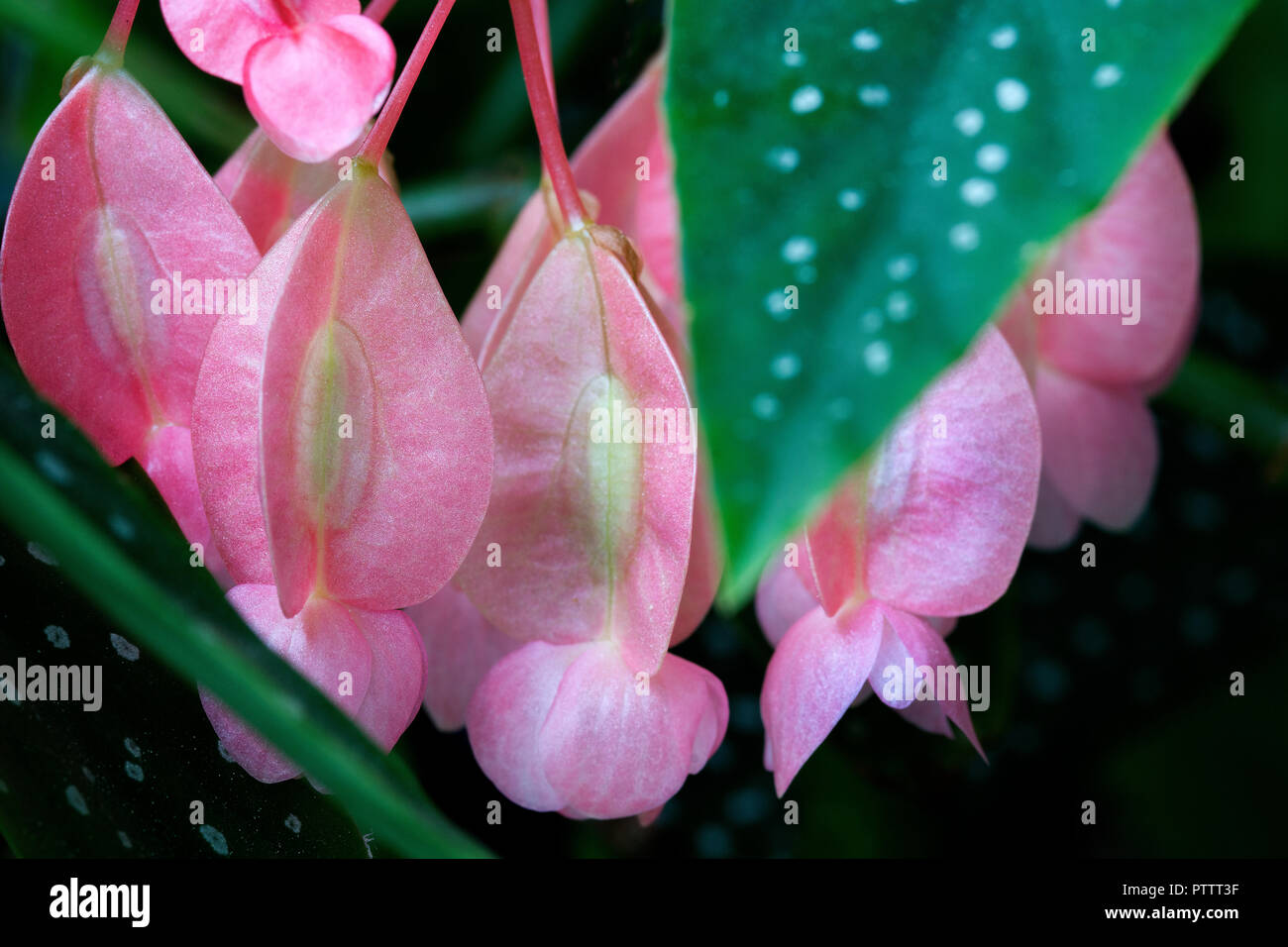 Flowers of Begonia tamaya Stock Photo - Alamy