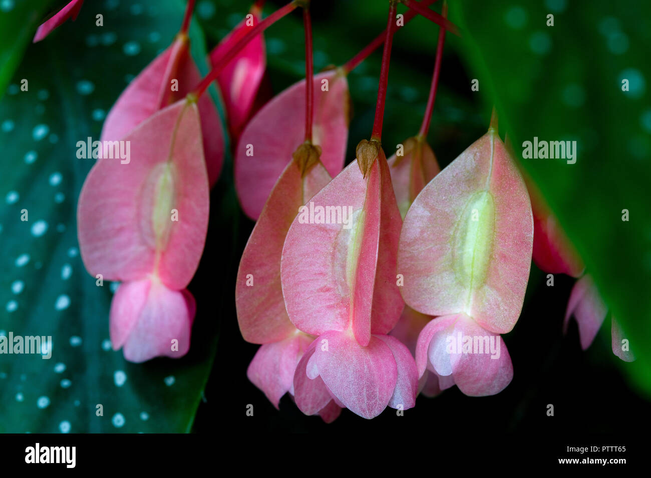 Flowers of Begonia tamaya Stock Photo - Alamy