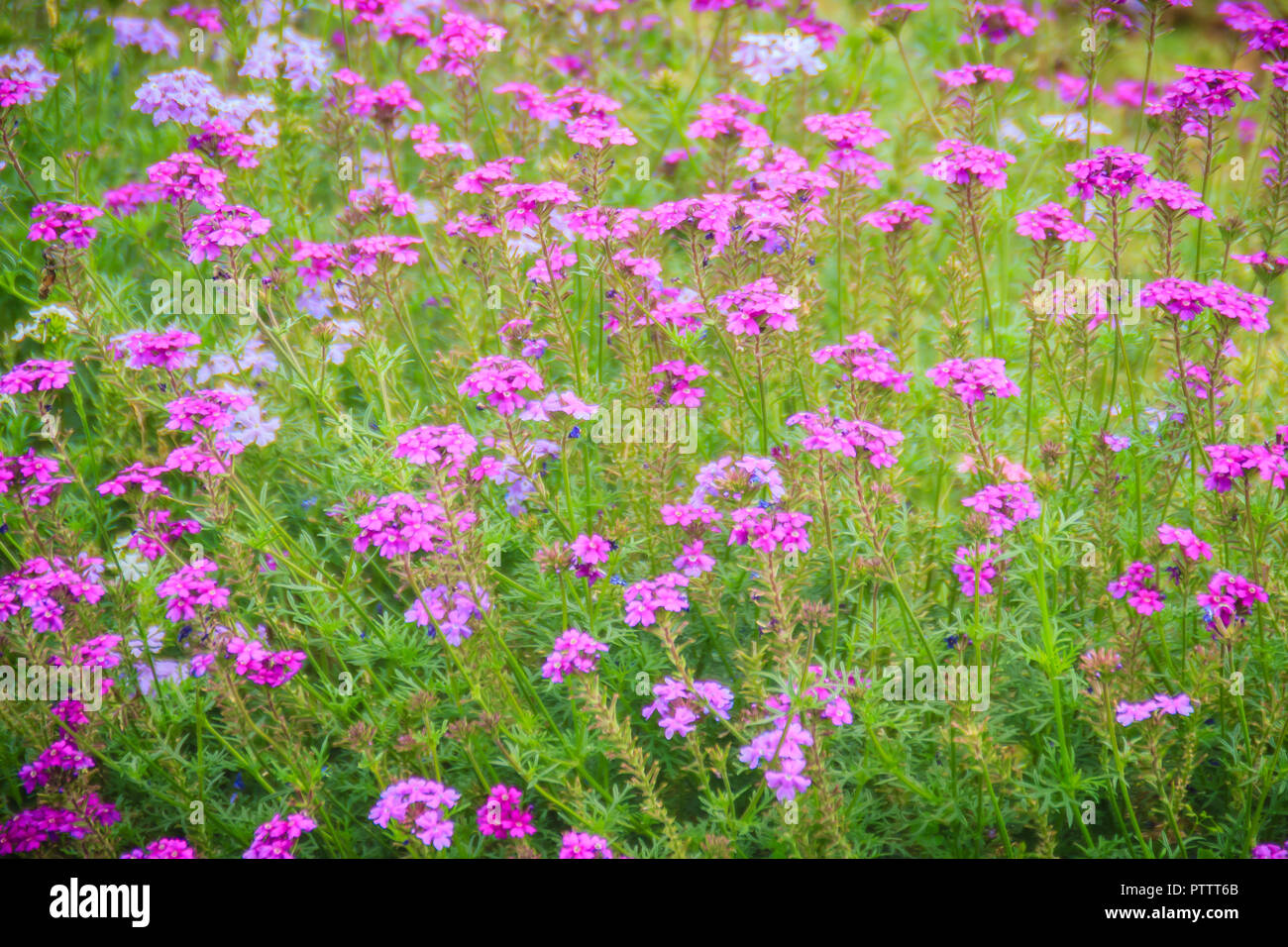 Beautiful purple flower of Glandularia pulchella, a species of ...