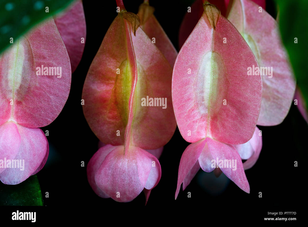 Flowers of Begonia tamaya Stock Photo - Alamy