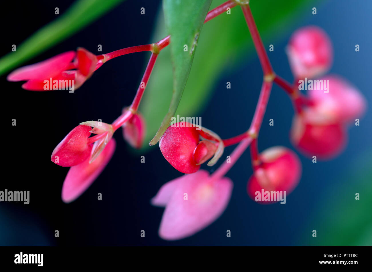 Flowers of Begonia tamaya Stock Photo - Alamy