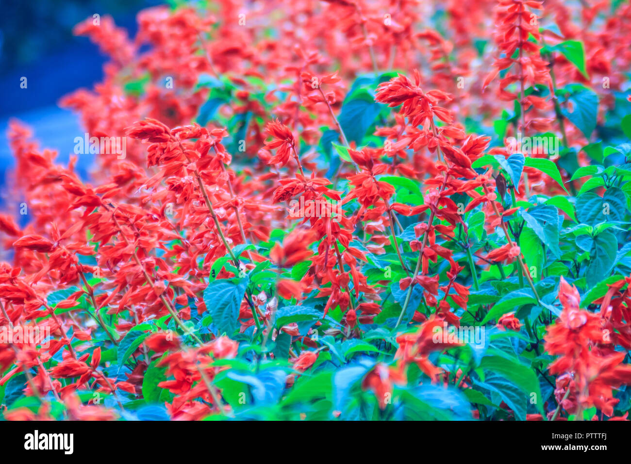 Salvia splendens blaze of fire hi-res stock photography and images - Alamy