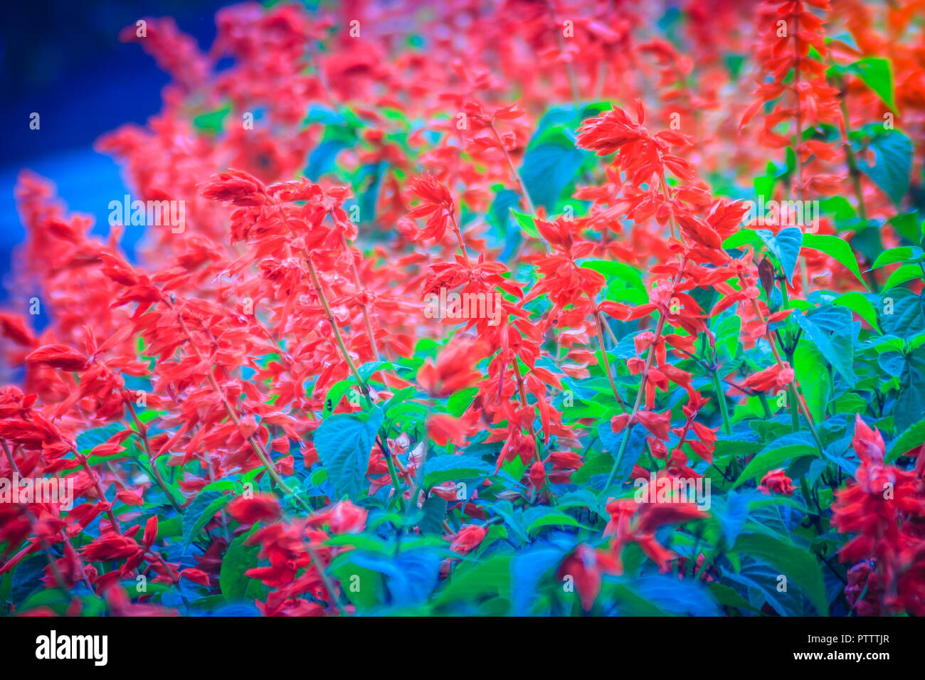 Salvia splendens blaze of fire hi-res stock photography and images - Alamy