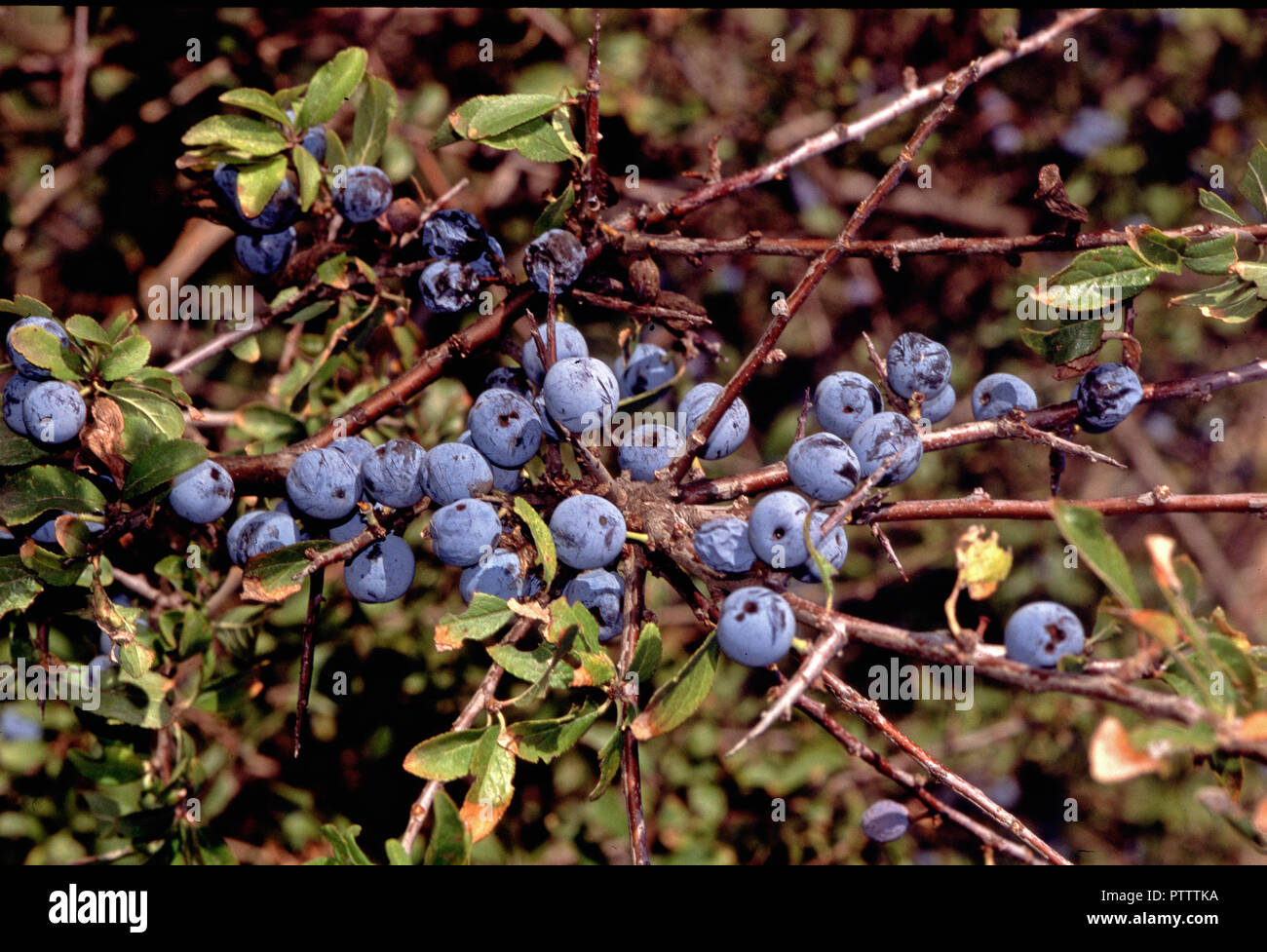 Wild plum (prunus spinosa) close-up Stock Photo - Alamy